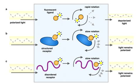 What Is Fluorescence Polarization Technique At Harry Christison Blog