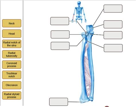 Neck Head Radial Notch Of The Ulna Radial Tuberosity Coronoid Process