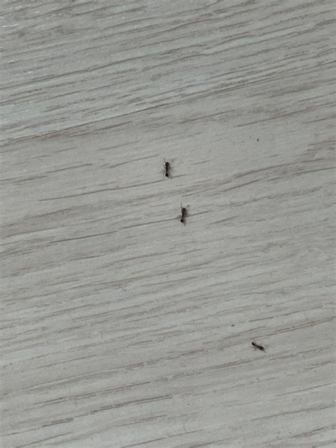 집안에 개미가 수백마리 생겨서 질문드립니다 지식in