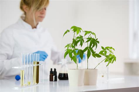 실험실에서 마리화나 식물에서 추출한 Cbd 오일을 테스트 하는 여성 과학자 그녀는 실험을 위해 정확한 드롭퍼와 다양 한 유리