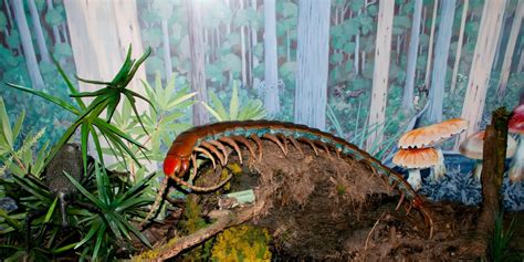 Giant Prehistoric Insects Ruled Earth Before The Dinosaurs