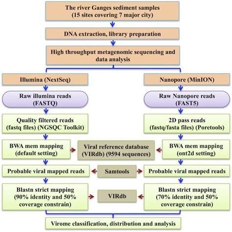 Analysis Workflow For The Metagenomic Identification Of Virusesphages