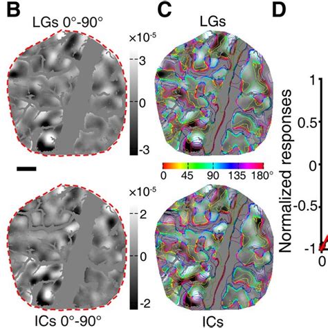 Further Example For The Equivalent Representation Of Real And Illusory Download Scientific
