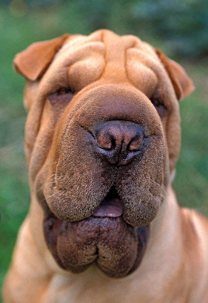 沙皮犬图片 中沙皮犬 大型沙皮犬图片 第2页 大山谷图库
