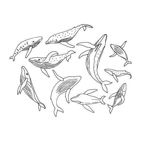 Black And White Whales Outline Humpback Whale Set Hand Drawn Vector