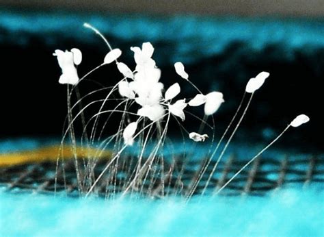 Ý Nghĩa Hoa ưu đàm Và Những điều Thú Vị Về Hoa ưu đàmhoatuoi