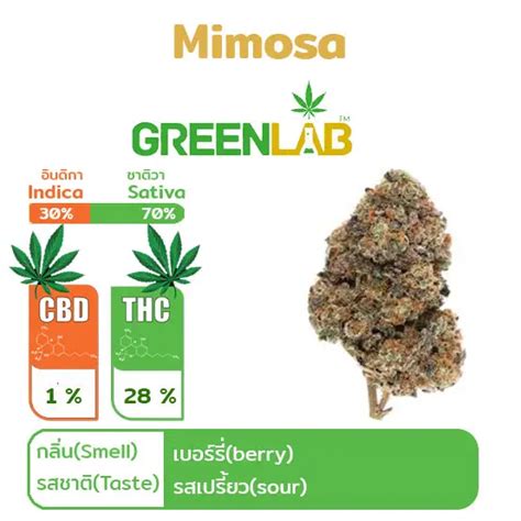 Buy Mimosa Online At Best Price In Thailand Thaigreenlab Shop