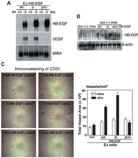 Heparin Binding Epidermal Growth Factor Like Growth Factor Hb Egf