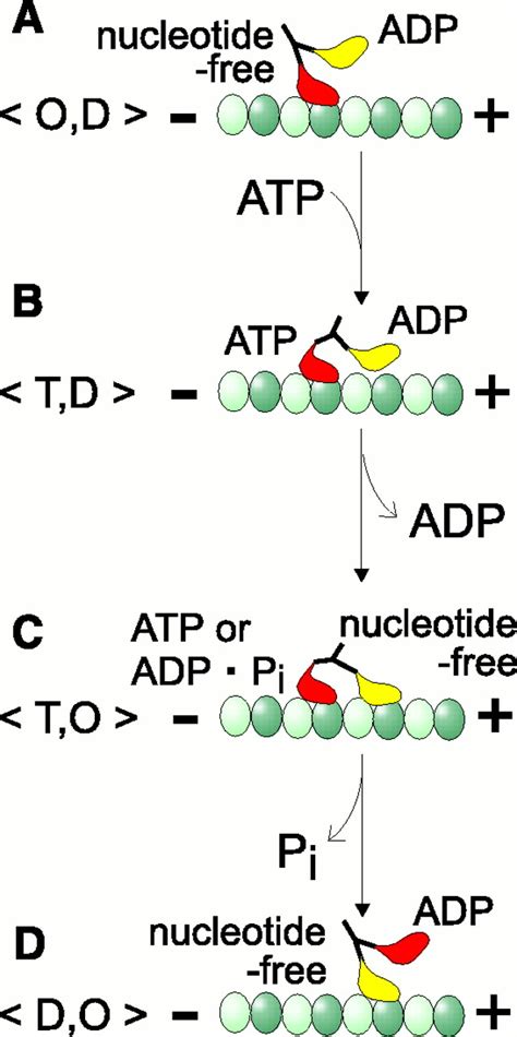 Nucleotide Dependent Single To Double Headed Binding Of Kinesin Science