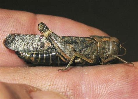Arphia Pseudonietana Bugguide