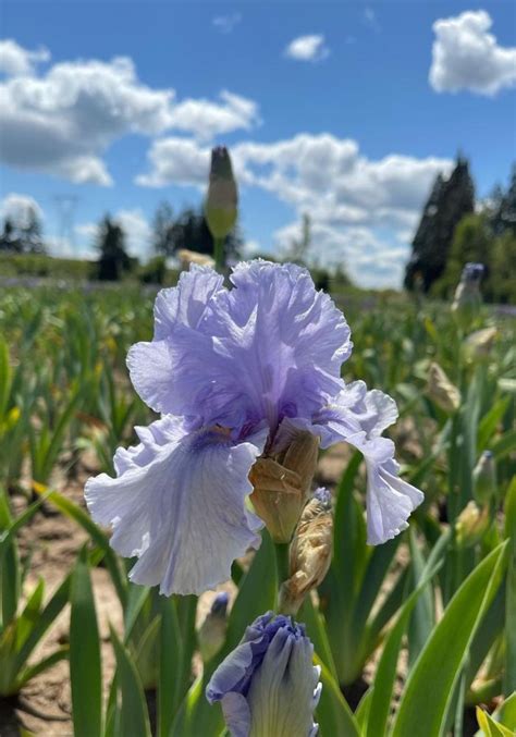 Celebrating The Beauty Of Irises On National Iris Day Article Onthursd
