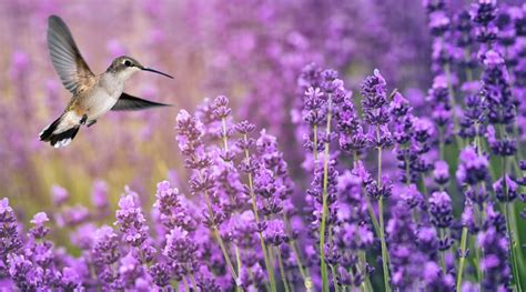 8 Ways To Attract Hummingbirds To Your Yard Salonquickfix