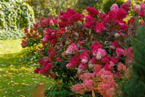 Paniculata Hydrangea All About Care And Popular Varieties Rich Harvest