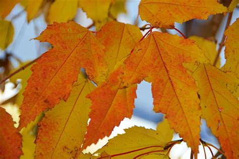 秋天茶条枫叶子，原创拍摄原创拍摄叶子新浪新闻