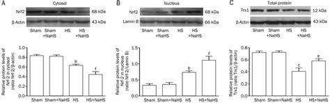 Nahs Enhances The Translocation Of Nrf2 Into The Nucleus And Increases