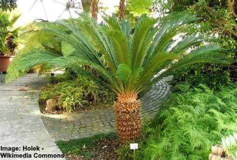 Top 27 Small Or Dwarf Palm Trees With Identification Guide Pictures