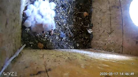 Kestrels Feeding Youtube