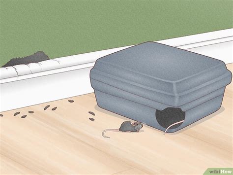 How Do Exterminators Get Rid Of Mice 4 Effective Methods