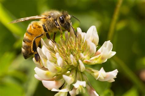 Humane Bee Removal Why Harming Bees Harms All Of Us Abc Humane
