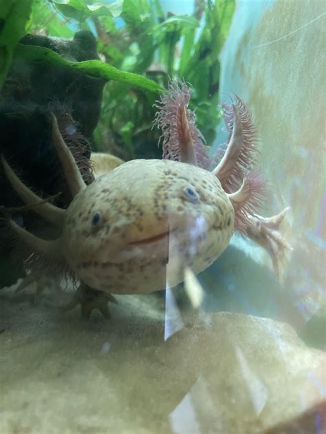 Brando The Happiest Freckled Axolotl On Earth Axolotls