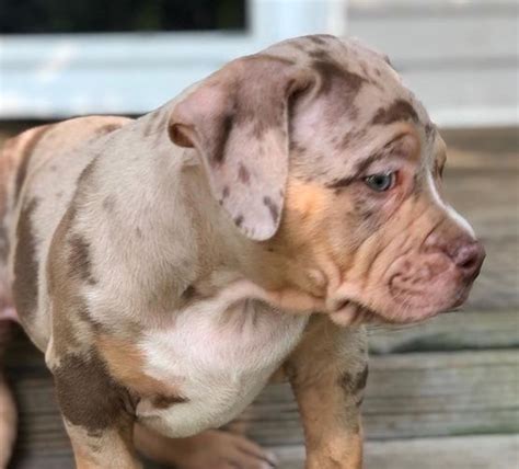 In Depth Guide To The Merle Pitbull 8 Unique Qualities