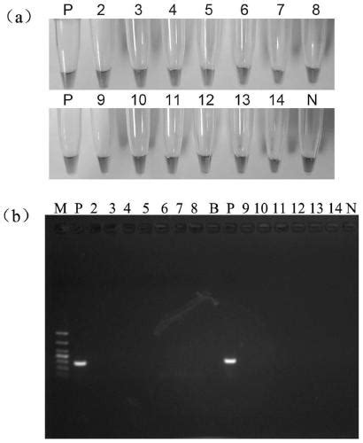A Detection Target Pcin100006 Of Phytophthora Camphora And Its Special Detection Primer And