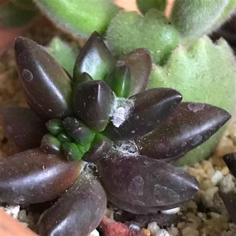 How To Get Rid Of Mealybugs On Succulents Guide