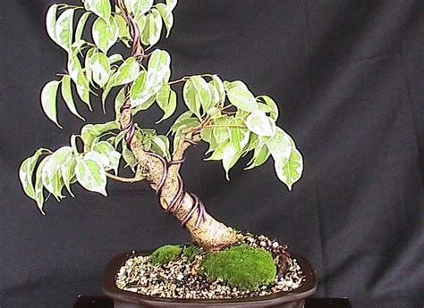 Ficus Bonsai Cascade Style Aneka Ragam Bentuk Bonsai