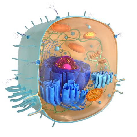 3d Nucleus Models Turbosquid