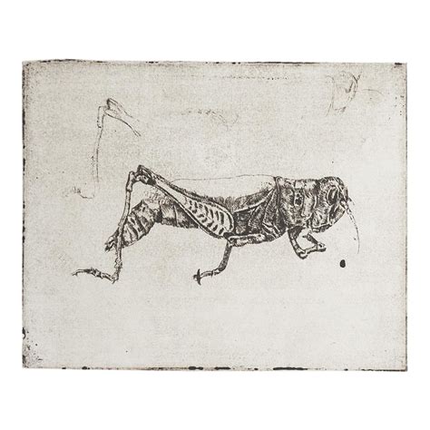 Late 20th Century Sepia Toned Grasshopper Etching Chairish
