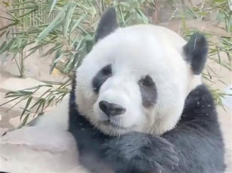 每天认识一只大熊猫萌萌北动影后兼三太子亲妈 妈妈 北京 孩子