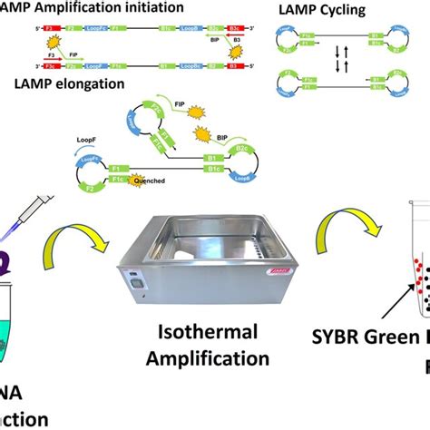 Schematic Image Of The Detection Of Sars Cov 2 In Nasopharyngeal Swab