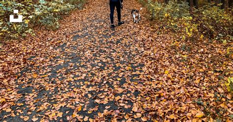 검은 재킷과 검은 바지를 입은 사람이 땅에 갈색 마른 나뭇잎 위를 걷고 있다 사진 Unsplash의 무료 마자르로르자그 이미지