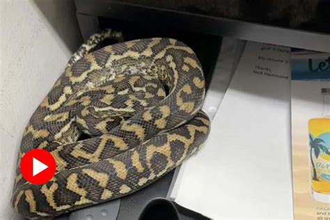 Viral Video Python Found In Bar Managers Desk Drawer Video Goes