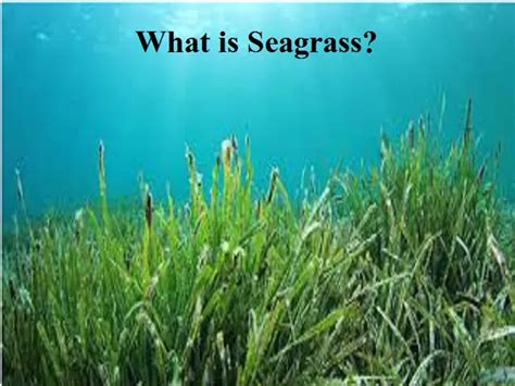 Seagrass Evolution Reproduction Significance And Species