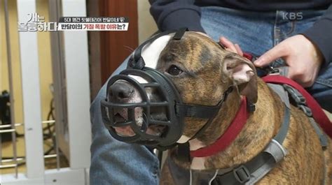 강형욱 3개월 산책 못한 핏불테리어 보호자에 정상 개도 힘들어개훌륭 네이트 연예