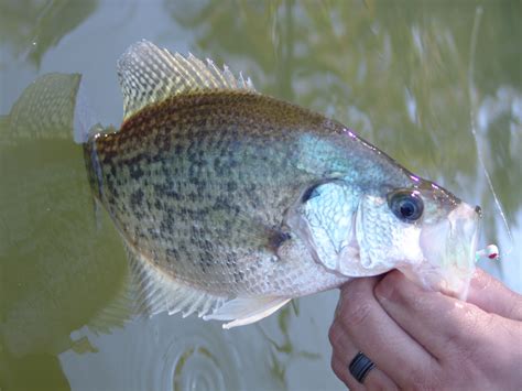 Kentucky Afield Outdoors Three Productive Winter Crappie Fishing Spots