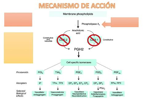 Indometacina Mecanismo De Acción Usos Y Efectos Secundarios