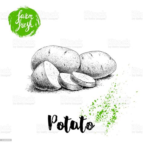 손으로 그린 스케치 스타일 그림 익은 감자의 조각 농장 신선한 벡터 일러스트 포스터입니다 감자 요리에 대한 스톡 벡터 아트 및 기타 이미지 Istock