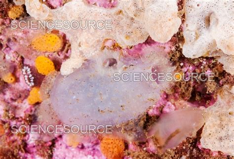 Invasive Tunicate Stock Image Science Source Images