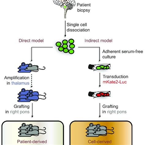 Summary Of The Molecular And Clinical Characteristics Of Dipg Patients