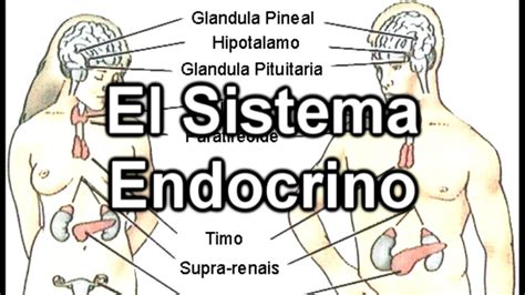 El Sistema Endocrino Documental De Biología Youtube