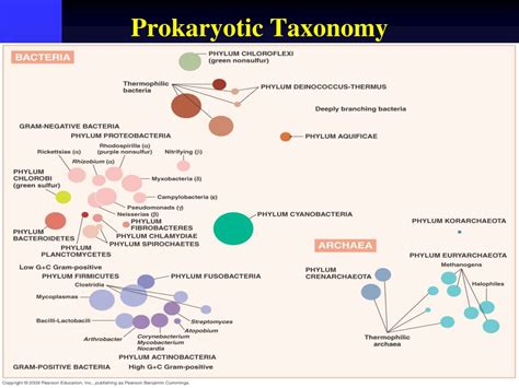 Ppt Chapter 11 Characterizing And Classifying Prokaryotes Powerpoint Presentation Id 9663687
