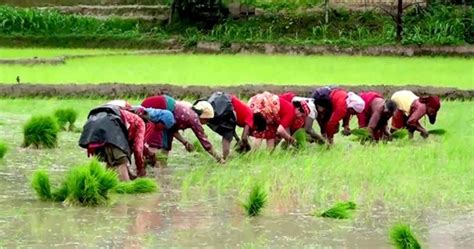 बारामा ६० प्रतिशत रोपाइँ Nepalkhoj