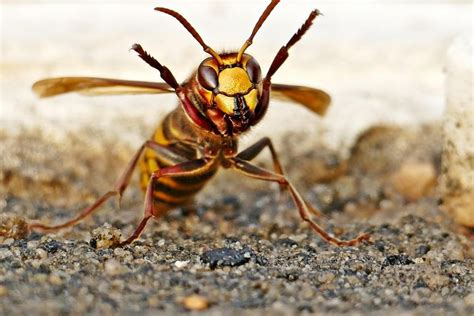 600 Free Hornet And Insect Images