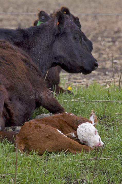 Spring Calf Stock Image Image Of Calves White Field 14177239