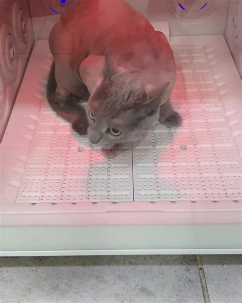 나나 맛사지 첨 받아봐ㅋㅋ 좋은건 다 뿜어져 나오고 있단다~~ 목포강아지사료목포고양이미용남악고양이미용3호