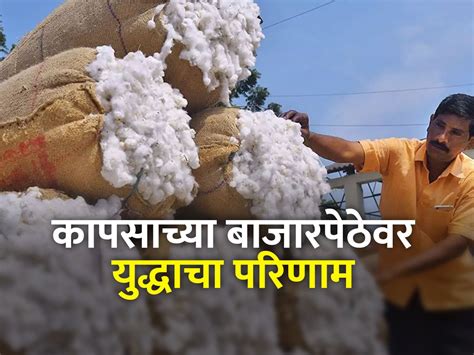 भाव नाही तर कापूसही नाही कापूस बाजारपेठेवर यंदा युद्धाचाही परिणाम No