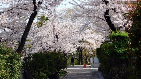 ひろもん にき 伊丹市緑ヶ丘公園の桜 2018年3月31日