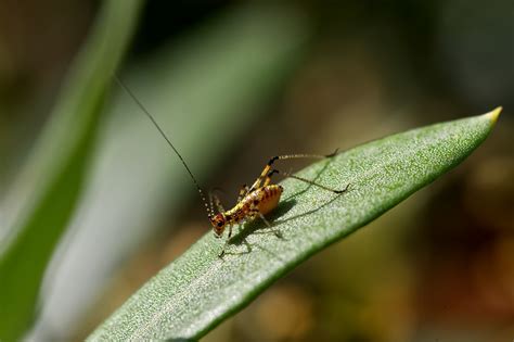 Grasshopper Locust Insect Free Photo On Pixabay Pixabay